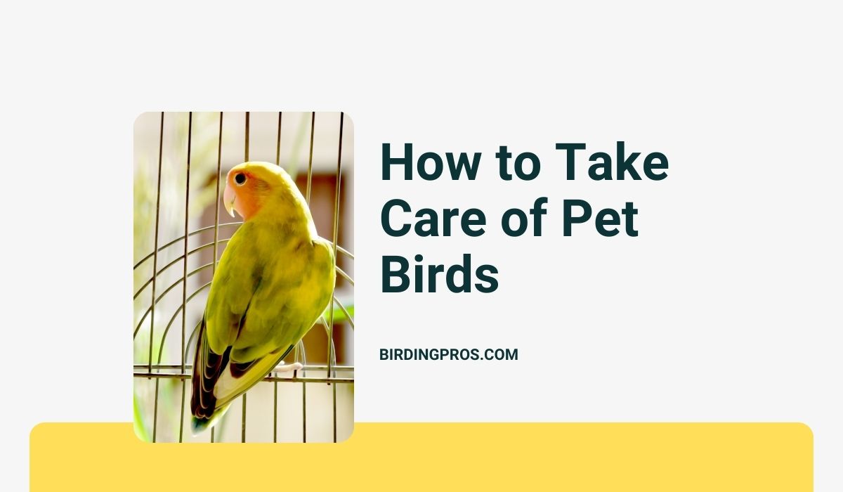How To Take Care Of Pet Birds: A Comprehensive Guide